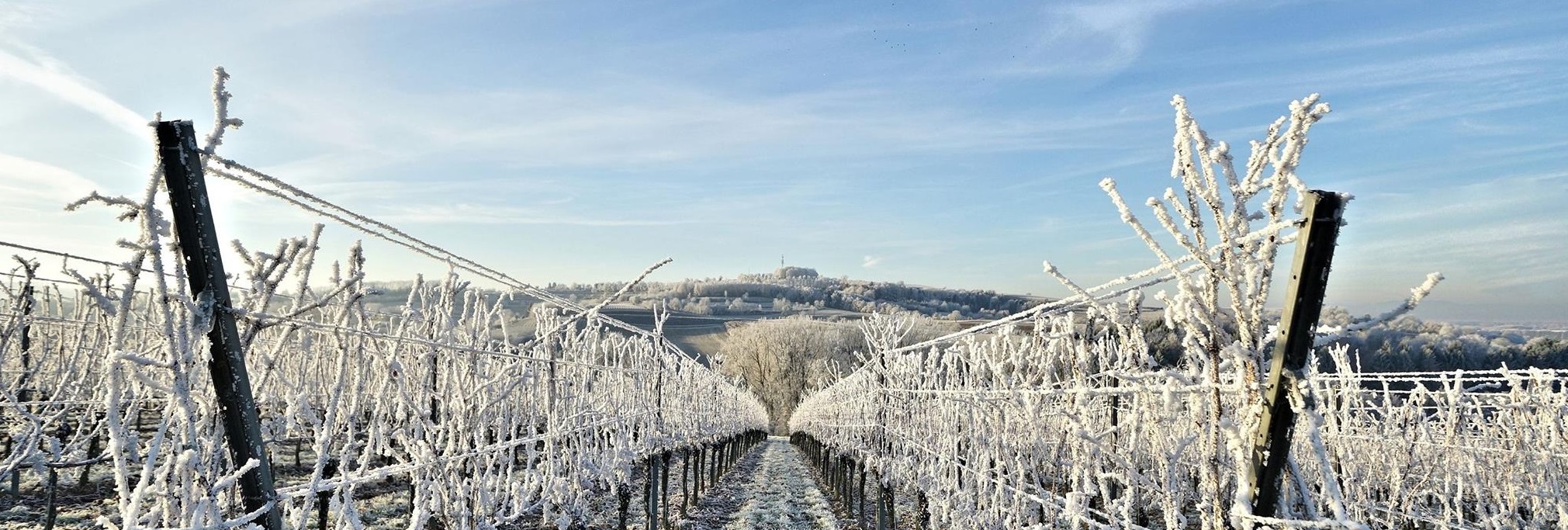 „Sankt Fridolin" in Bad Säckingen